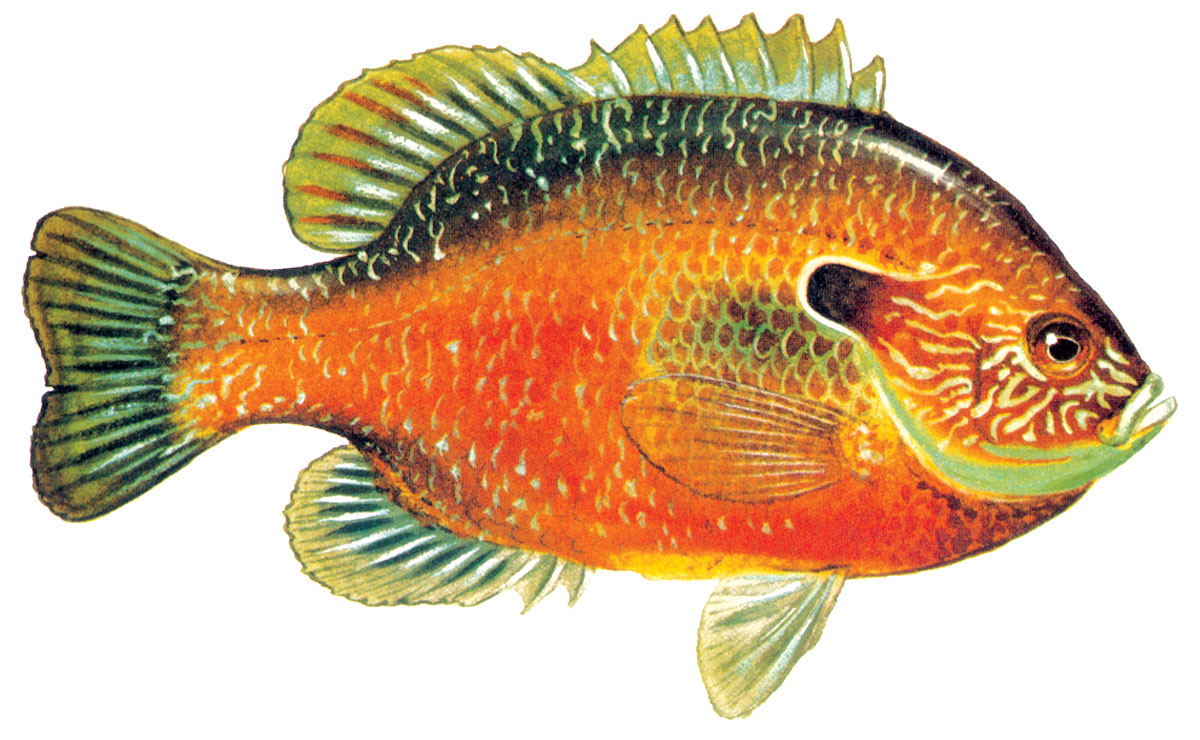 What’s biting in Llano County? - Visit Llano County